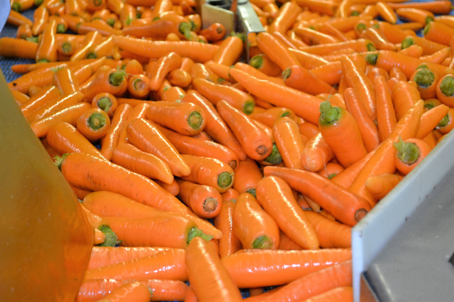 Dominion Farm Produce
