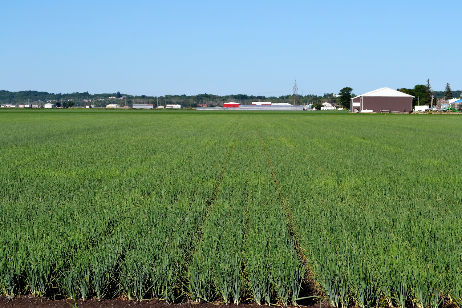 Dominion Farm Produce